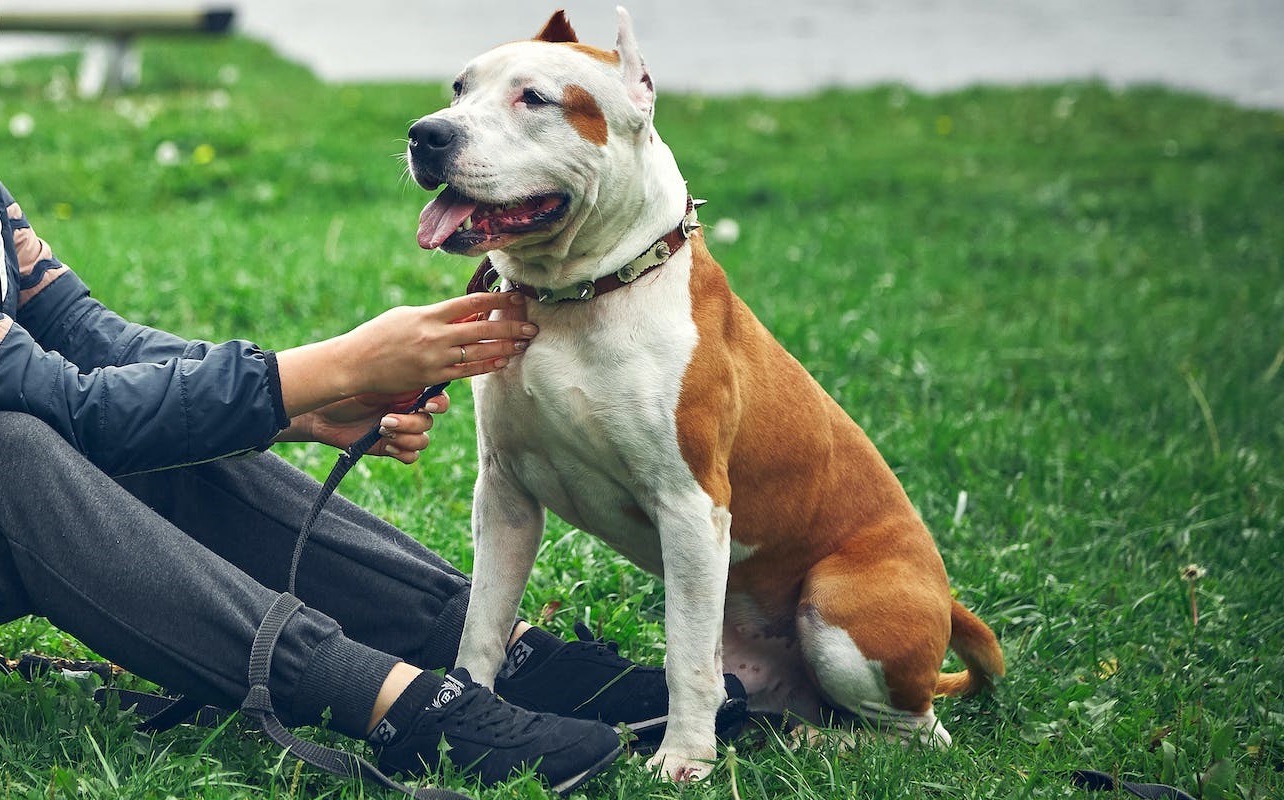 13 Best Dog Breeds For Single Women Living Alone