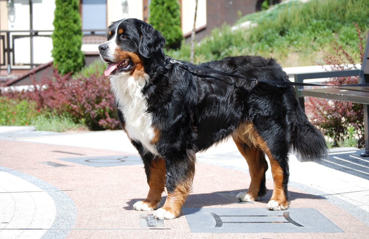 13 Best Dog Breeds For Single Men