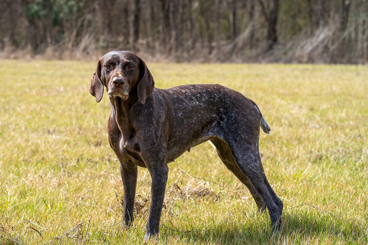 13 Best Dog Breeds For Hot Weather