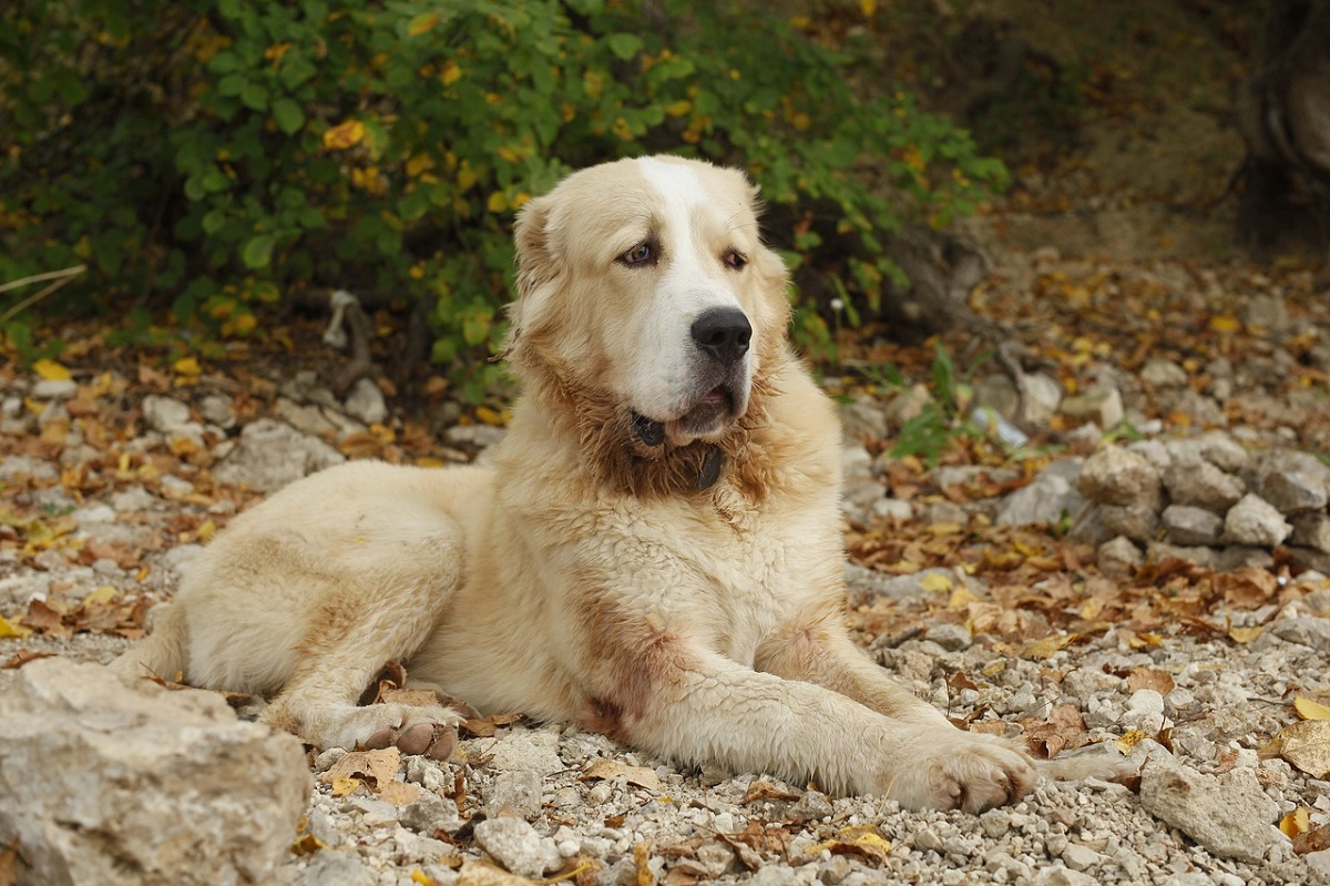 9 Dog Breeds That Can Defeat Wolves - Tededer.com
