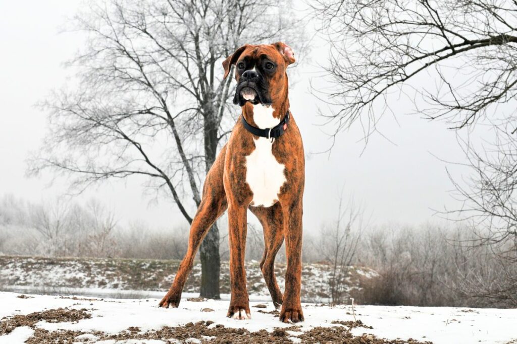 9 Dog Breeds That Can Defeat Wolves - Tededer.com