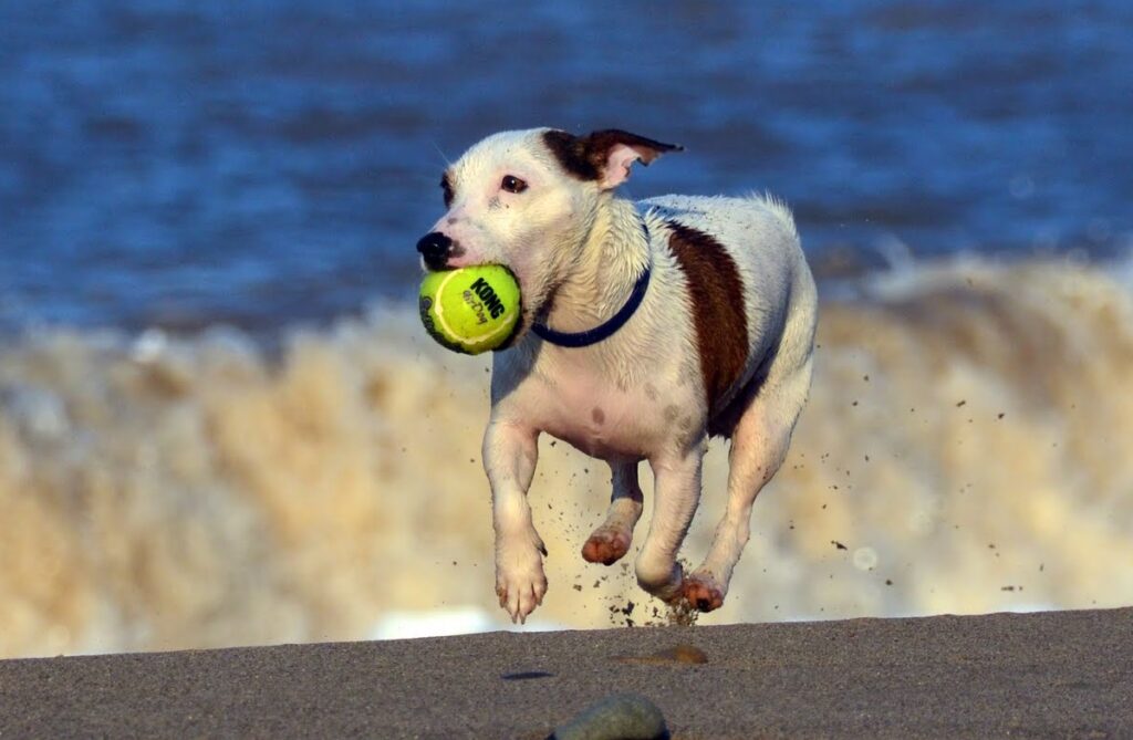 These Dogs Can Run Faster Than Usain Bolt - Ethawi.com