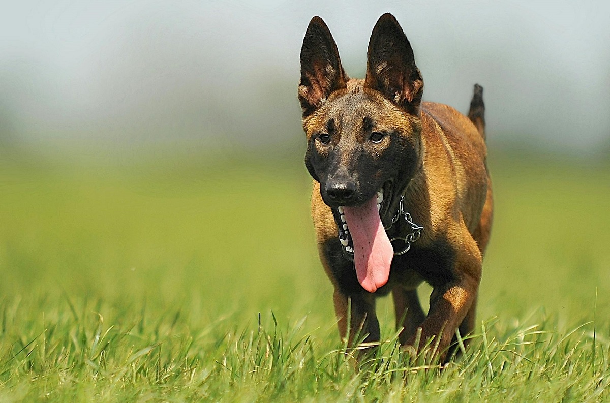 10 Dog Breeds With The Best Sense Of Smell - Avesei.com