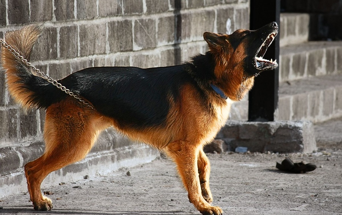 7 Most Aggressive Dog Breeds Of 2024 - Ethawi.com