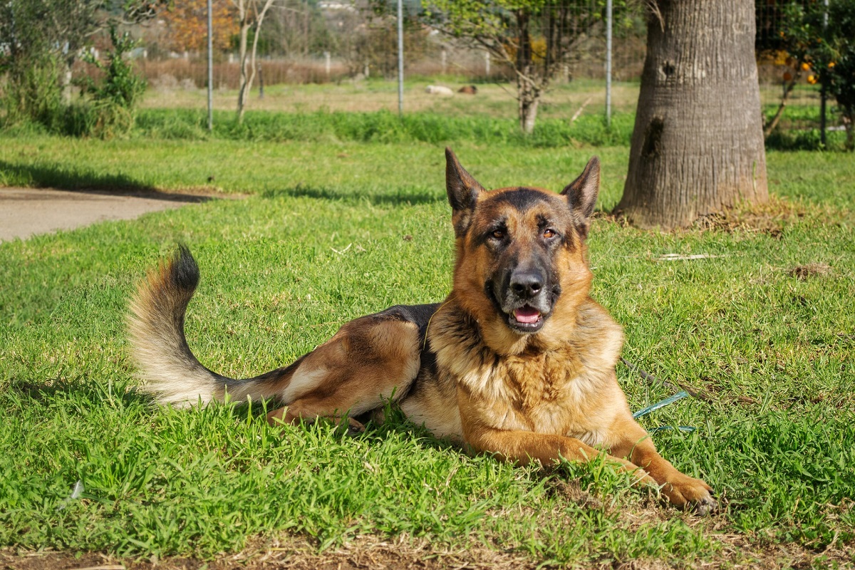 German Shepherd Dog Breed Traits, Training & Care