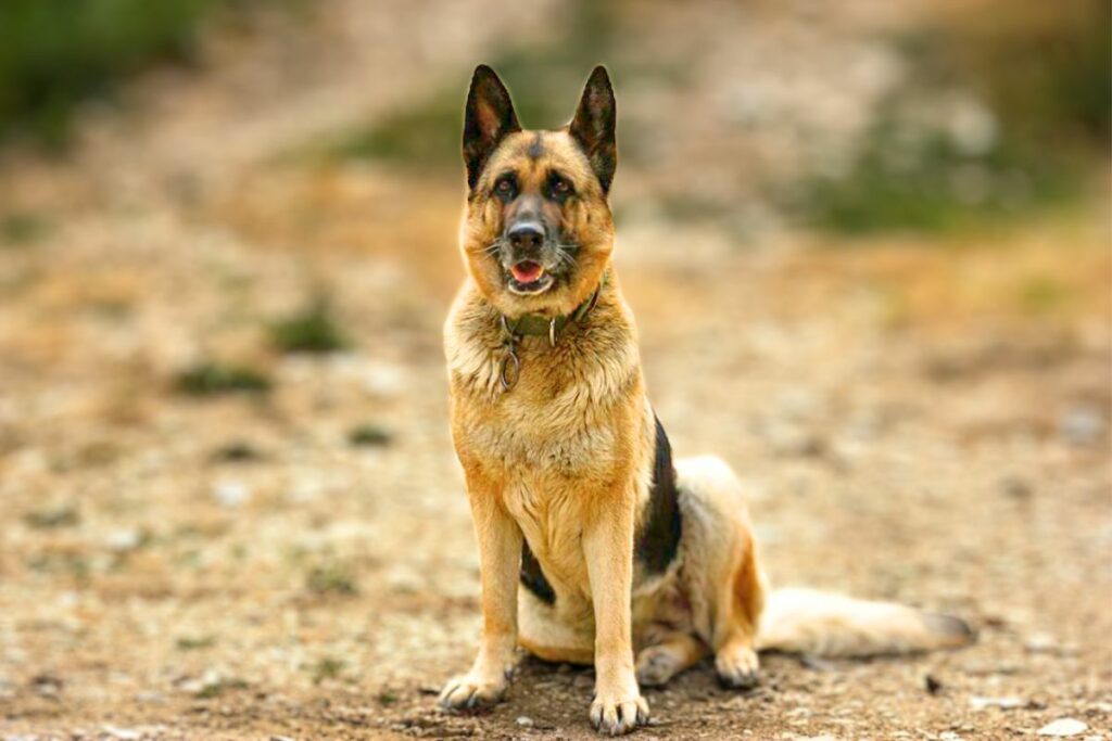 Top 7 Muscular Guard Dog Breeds You Can Rely On - Inhenocha.com