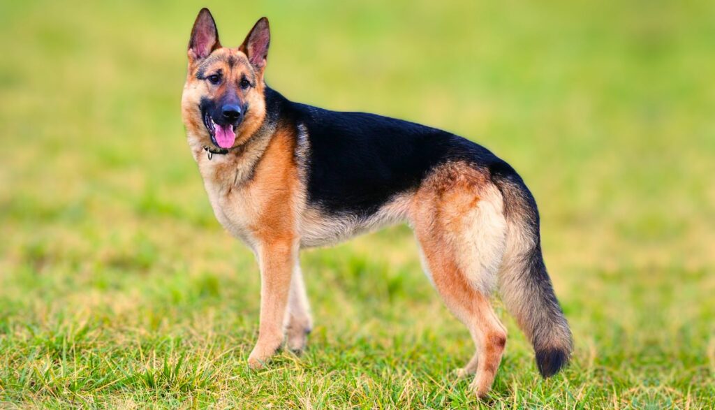 German Shepherd Dog Breed Traits, Training & Care