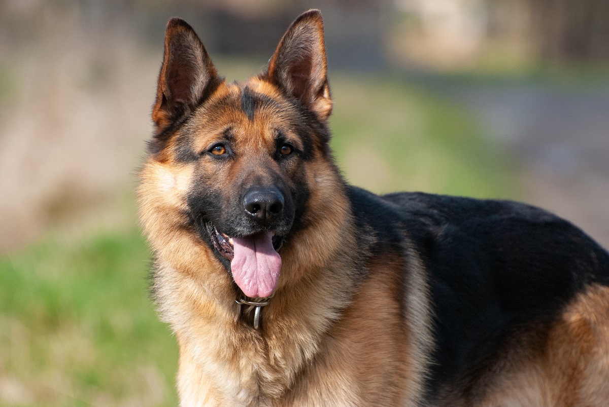 German Shepherd Dog Breed Traits, Training & Care