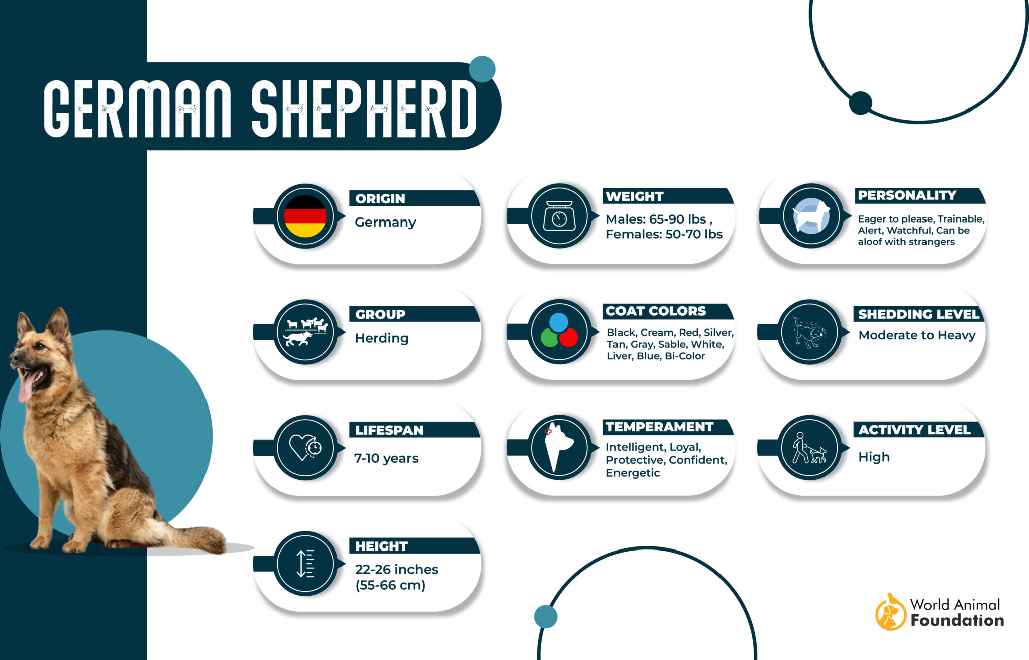 German Shepherd Dog Breed Traits, Training & Care