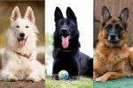 German Shepherd Dog Breed Traits, Training & Care