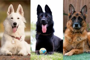 German Shepherd Dog Breed Traits, Training & Care