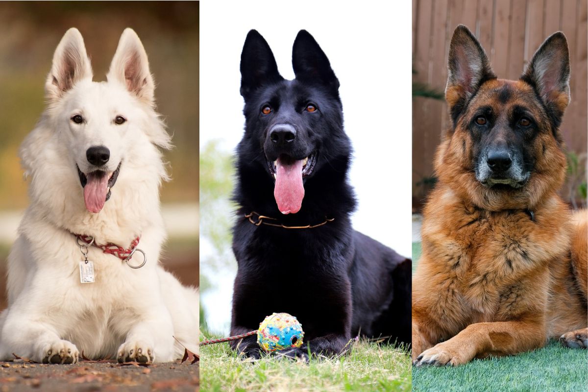 German Shepherd Dog Breed Traits, Training & Care
