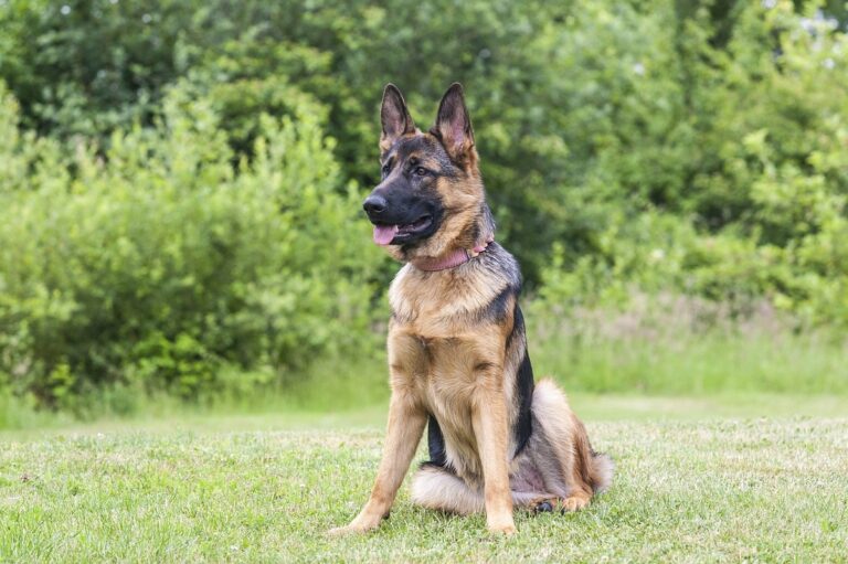 German Shepherd Dog Breed Traits, Training & Care