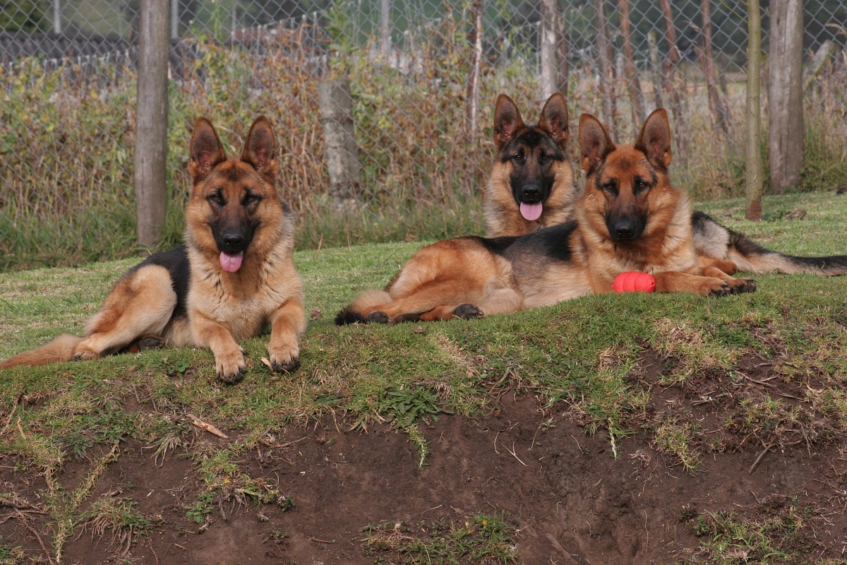 German Shepherd Dog Breed Traits, Training & Care
