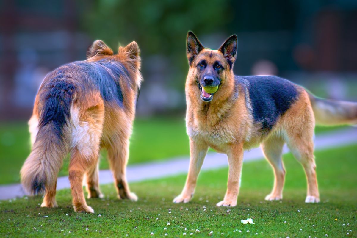 Are German Shepherds Good With Kids? Are They Safe? Yeah! Here's Why ...
