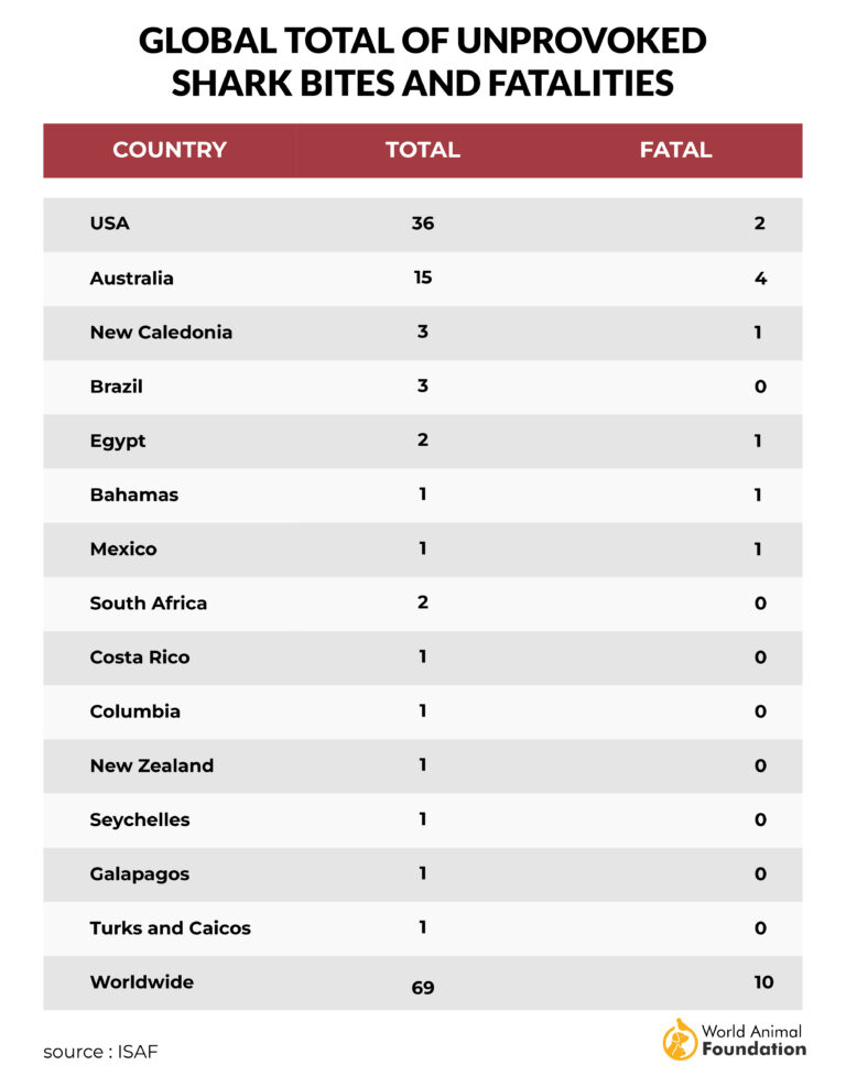 Shark Attack Statistics & Trends In 2024