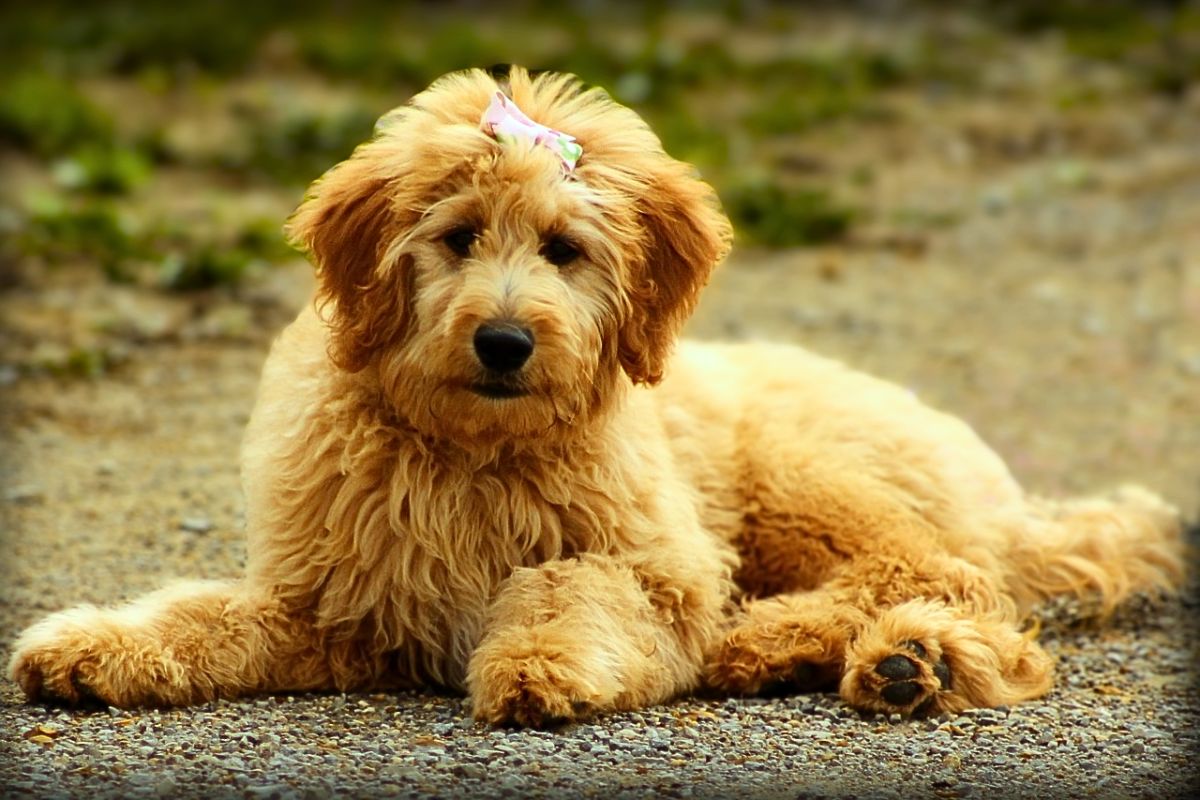 10 Types Of Goldendoodle Colors - Avesei.com