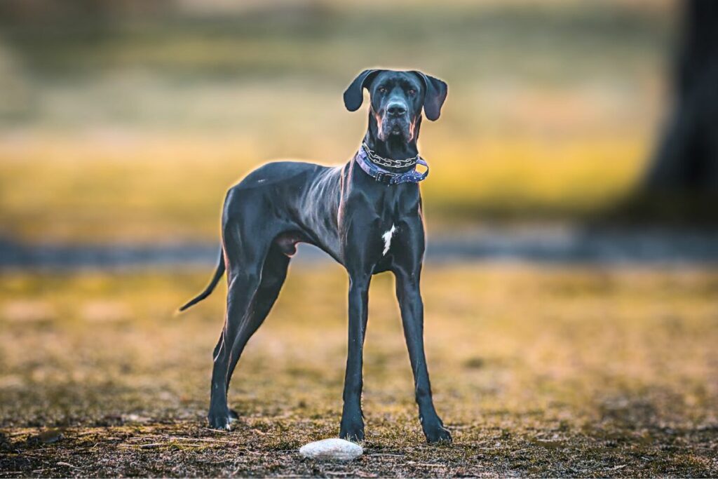 Top 7 Muscular Guard Dog Breeds You Can Rely On - Inhenocha.com