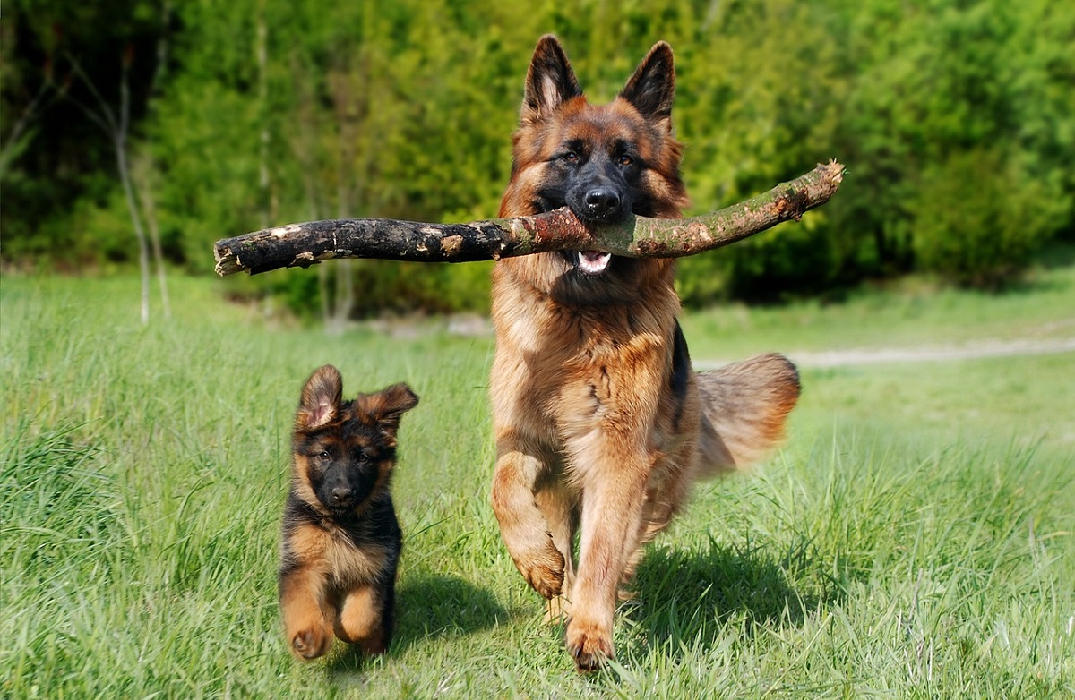 German Shepherd Dog Breed Traits, Training & Care