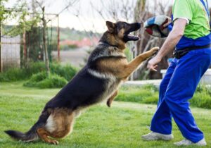 German Shepherd Dog Breed Traits, Training & Care