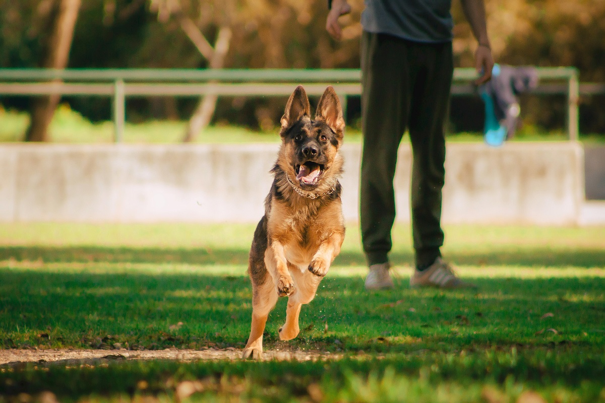 Are German Shepherds Good With Kids? Are They Safe? Yeah! Here's Why ...