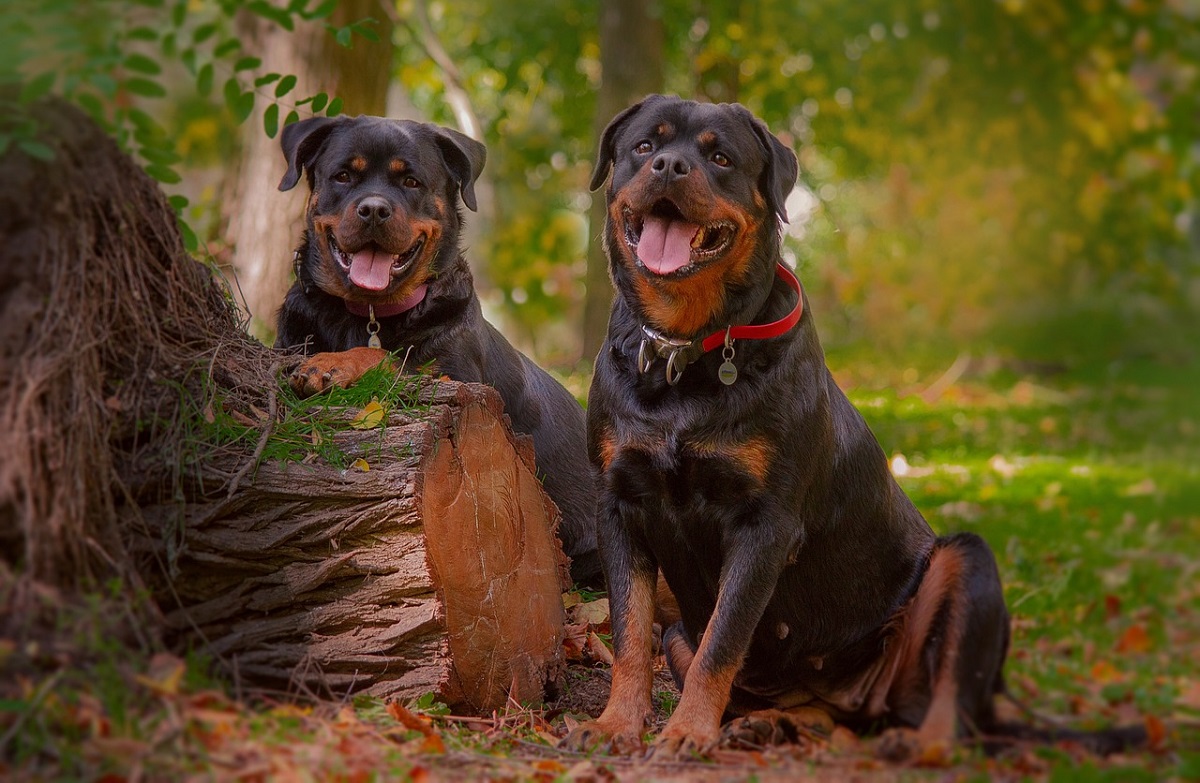 Cane Corso Vs. Rottweiler - Which One Is The Best Guard Dog Breed ...