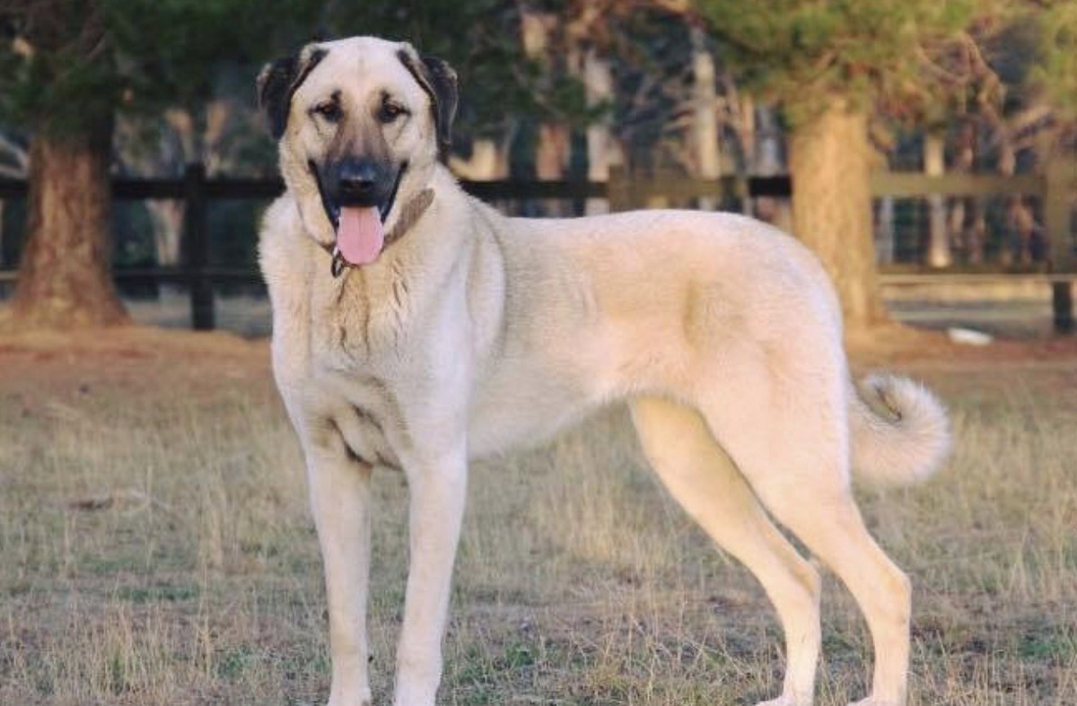 7 Best Dog Breeds To Protect Against Predators - Avesei.com