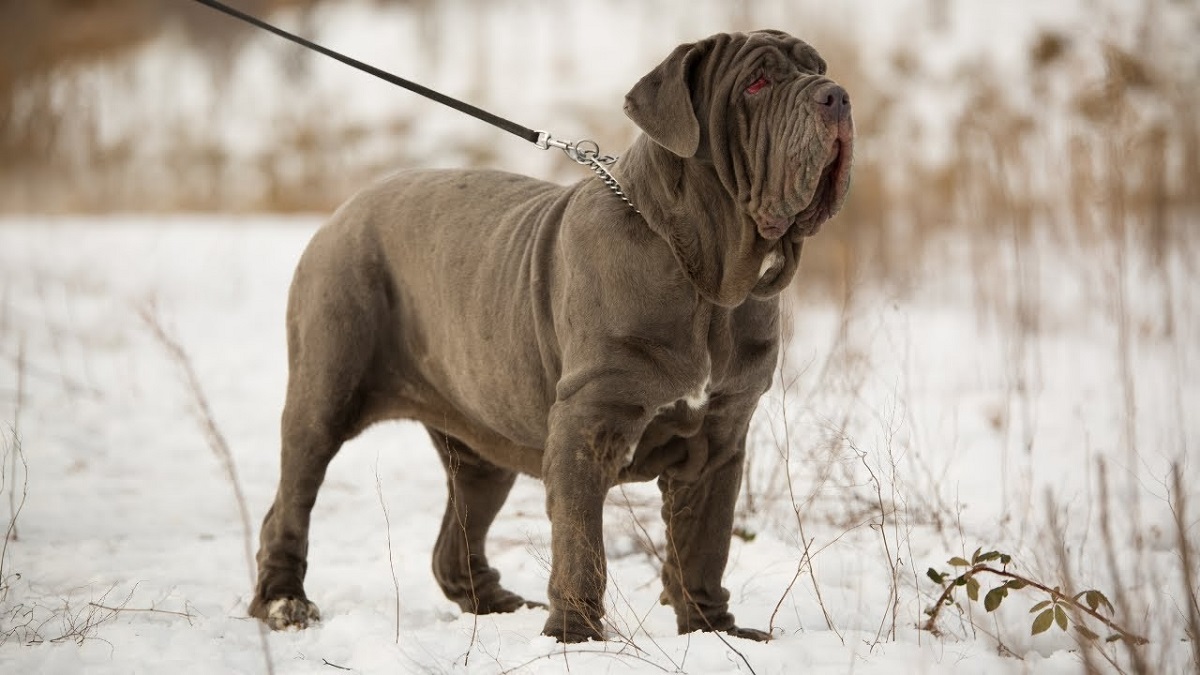 Top 10 Giant Guard Dog Breeds - Tededer.com