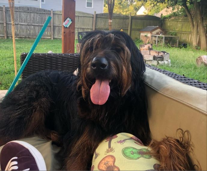 7 Best Doodle Guard Dogs For Unbeatable Home Security - Avesei.com