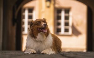 70+ Scary, Tough, And Strong Guard Dog Names