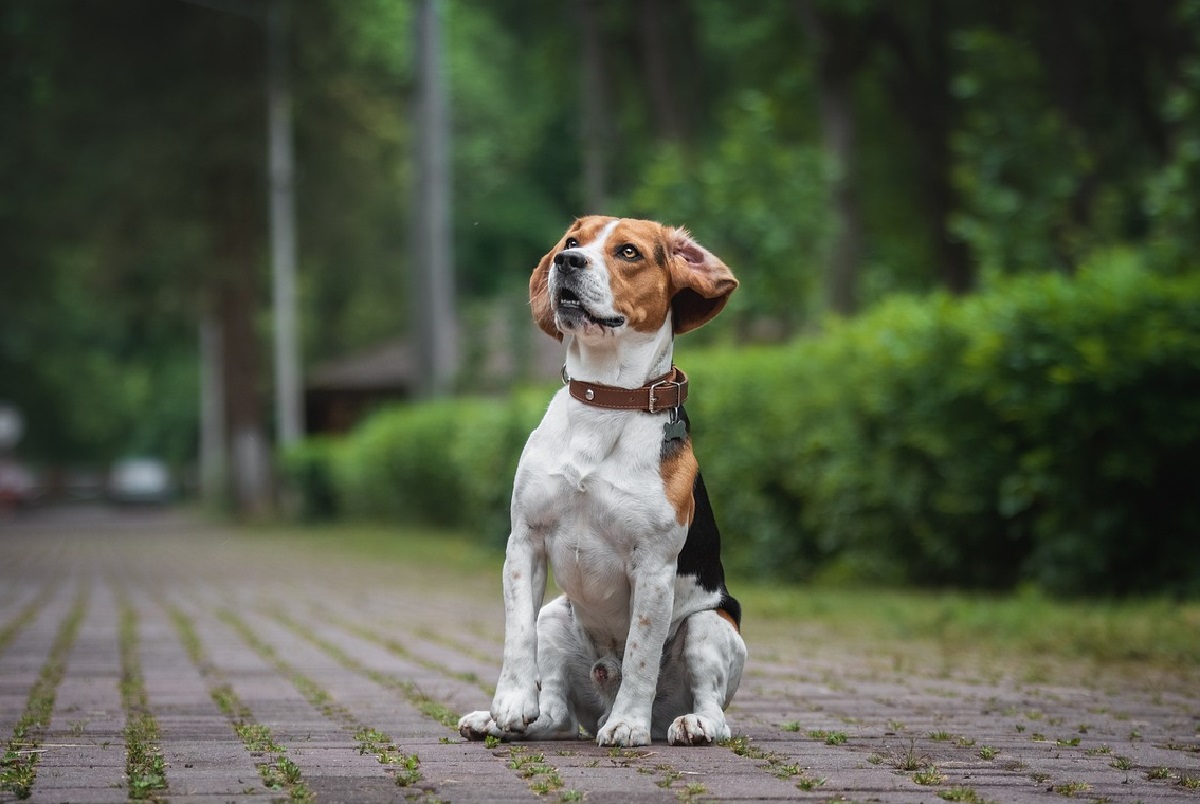 10 Extreme Loyal Dog Breeds That Will Stick By Your Side - Avesei.com