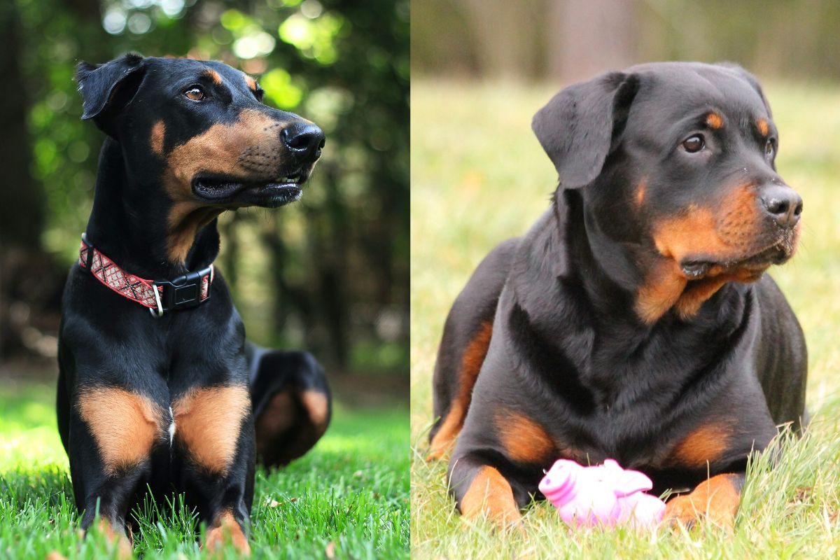 Doberman Vs Rottweiler - Comparison Of Two German Guard Dogs - Ethawi.com