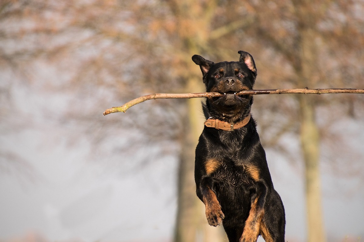 Cane Corso Vs. Rottweiler - Which One Is The Best Guard Dog Breed?