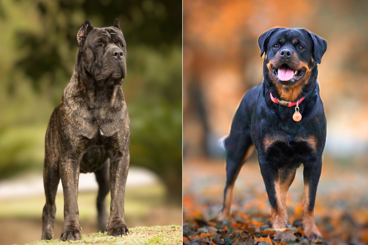 Cane Corso Vs. Rottweiler - Which One Is The Best Guard Dog Breed?