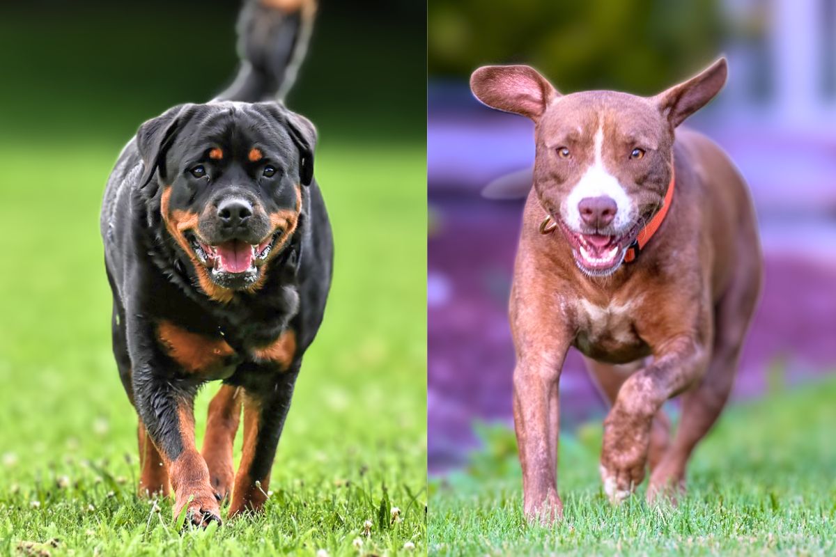 Rottweiler Vs. Pitbull - Understanding Their True Nature - Avesei.com