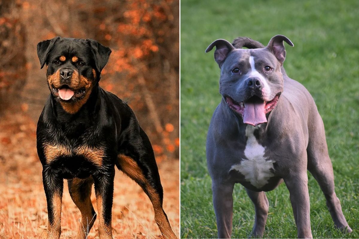 Rottweiler Vs. Pitbull - Understanding Their True Nature - Tededer.com