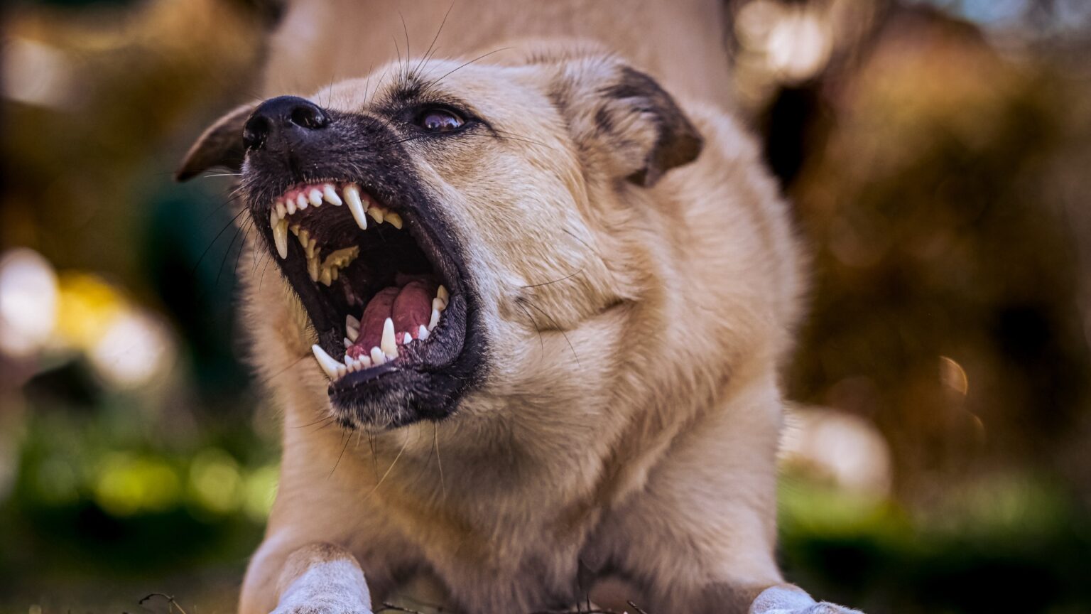70+ Scary, Tough, And Strong Guard Dog Names