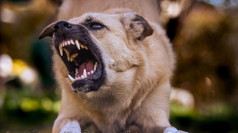 70+ Scary, Tough, And Strong Guard Dog Names