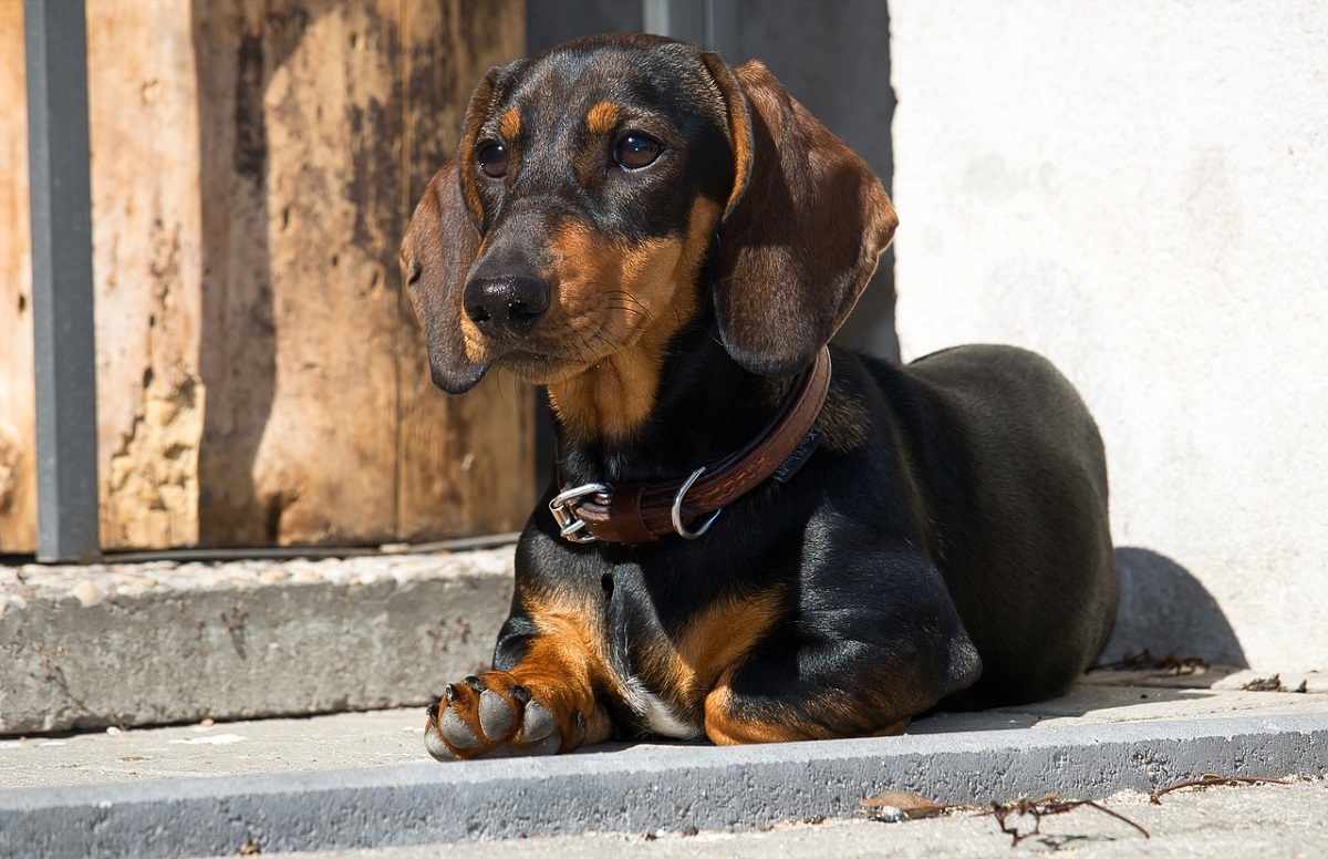 7 Best Small Guard Dogs For Big Protection - Tededer.com