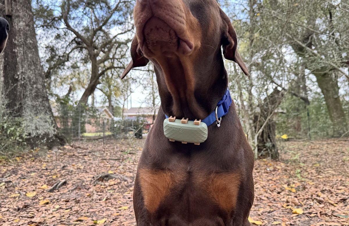 Best GPS Dog Fence Of 2024 [Hands-On Tested]