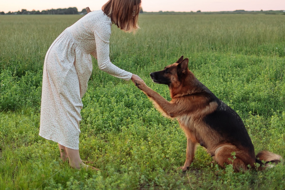 10 Extreme Loyal Dog Breeds That Will Stick By Your Side - Tededer.com