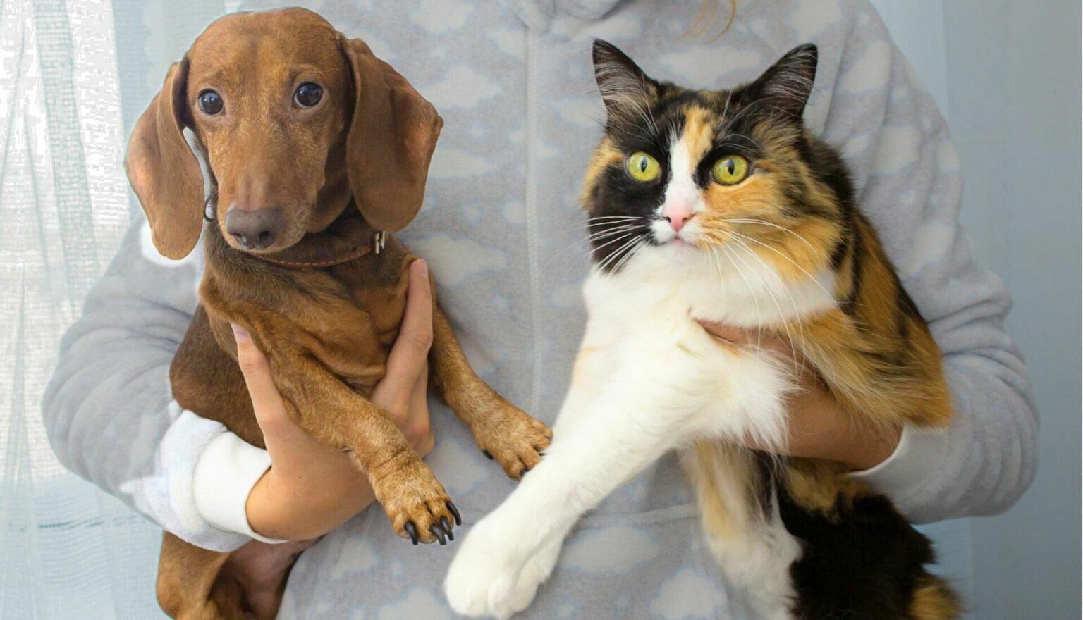 World Spay Day - Why World Spay Day Matters More Than You Realize