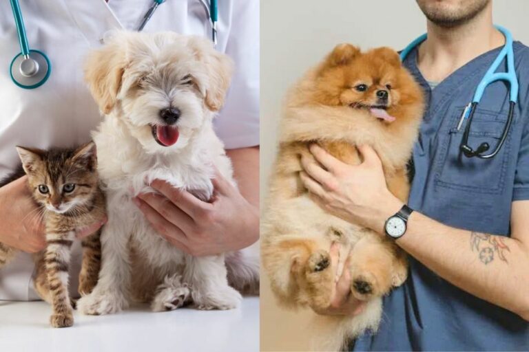 World Spay Day - Why World Spay Day Matters More Than You Realize