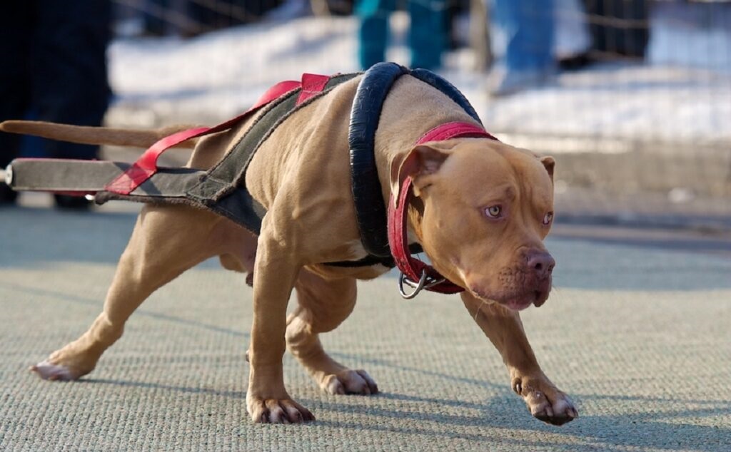 10 Worst Dogs For First-Time Owners - Ethawi.com