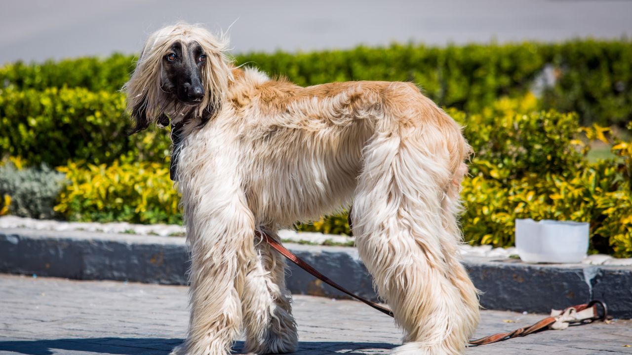 9 Best Guard Dog Breeds For Night Security To Keep Your Property Safe ...