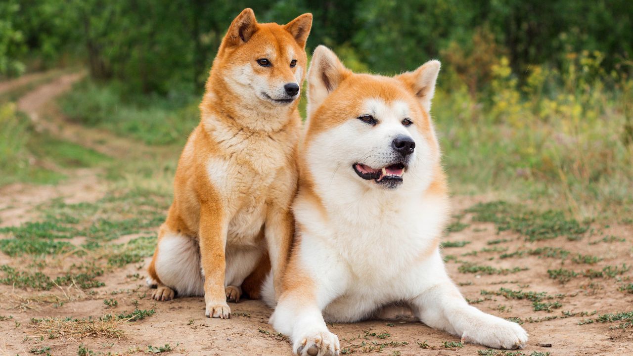 10 Dog Breeds That Look Like Foxes - Avesei.com
