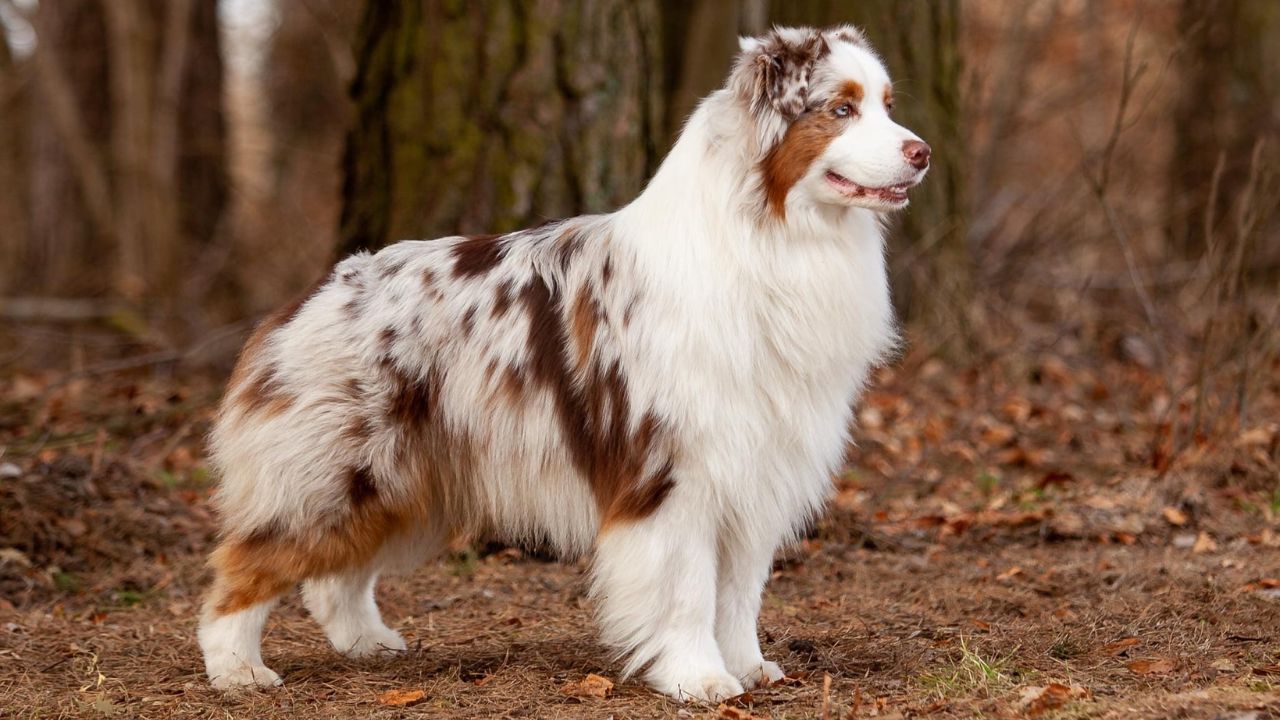 7 Most Beautiful Dog Breeds For Females You Need To Know! - Tededer.com