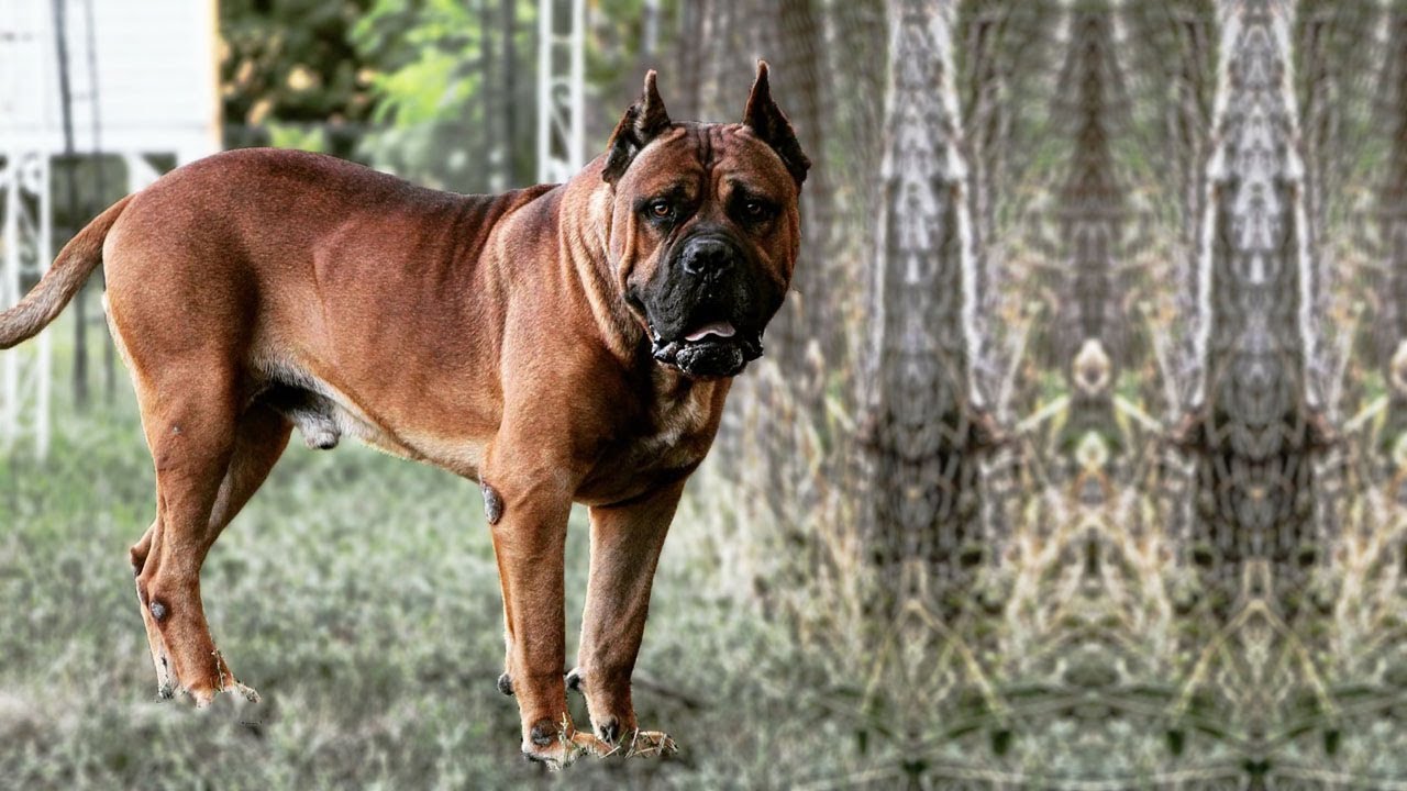 10 Truly Mighty Muscular Dog Breeds