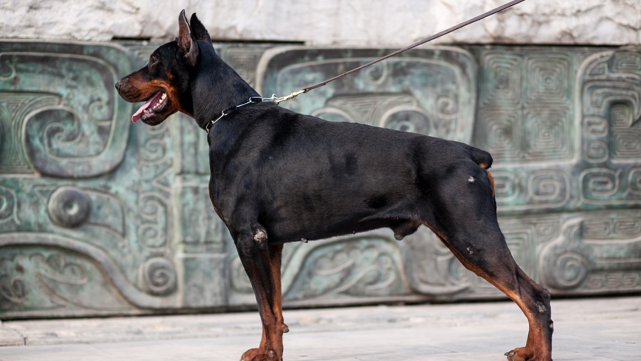 7 Best Guard Dog Breeds For Suburban Families - Avesei.com