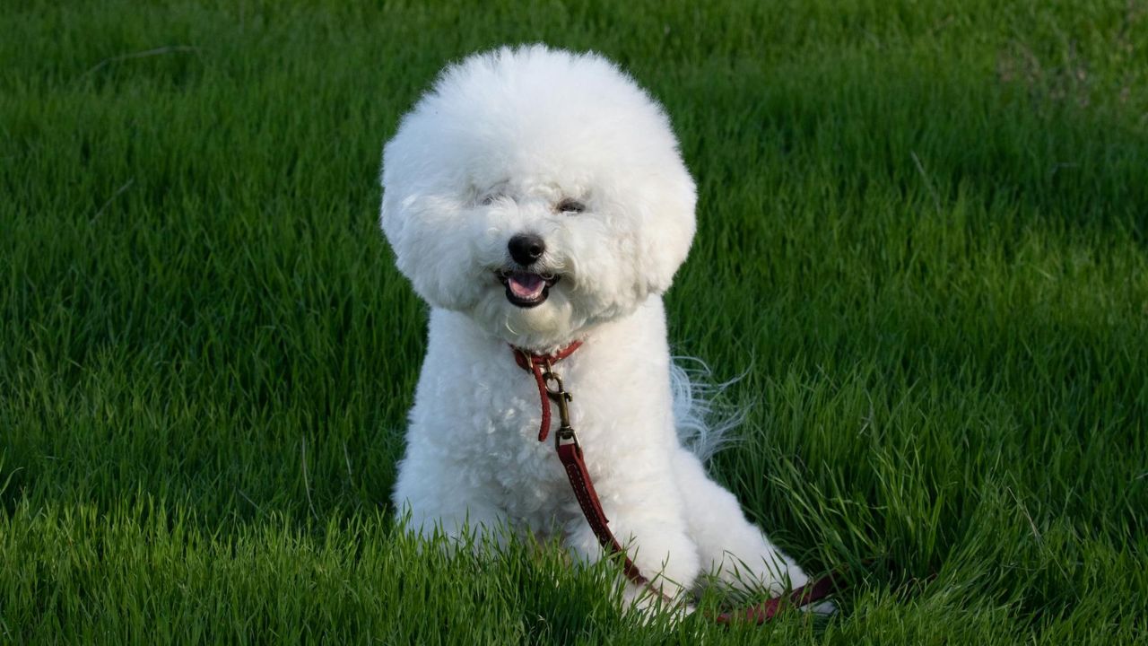 7 Most Beautiful Dog Breeds For Females You Need To Know! - Tededer.com